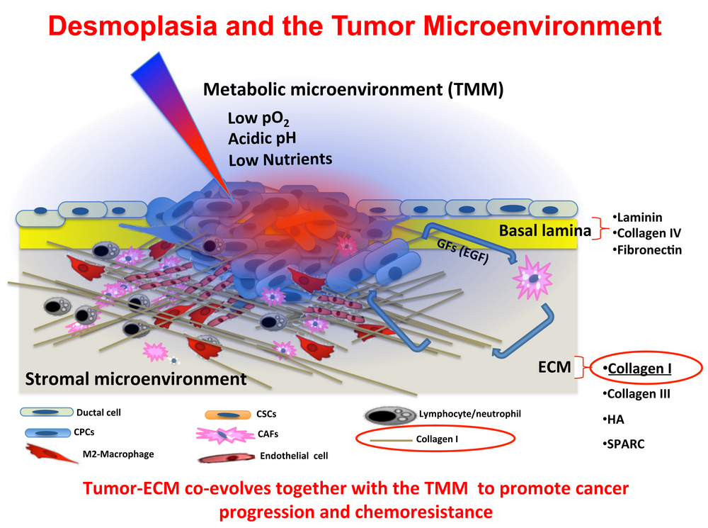 6. Role of ECM composition and stromal cells in determining tumour and ...