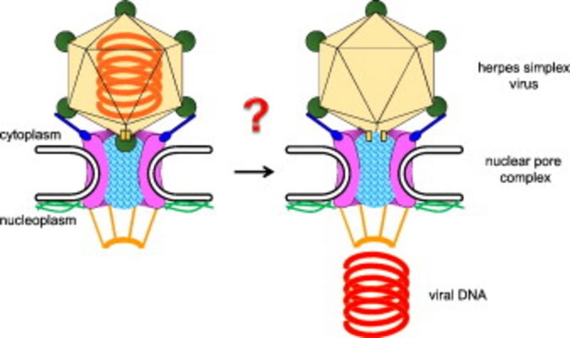 Nuclear pores in physiology, pathophysiology and diseases