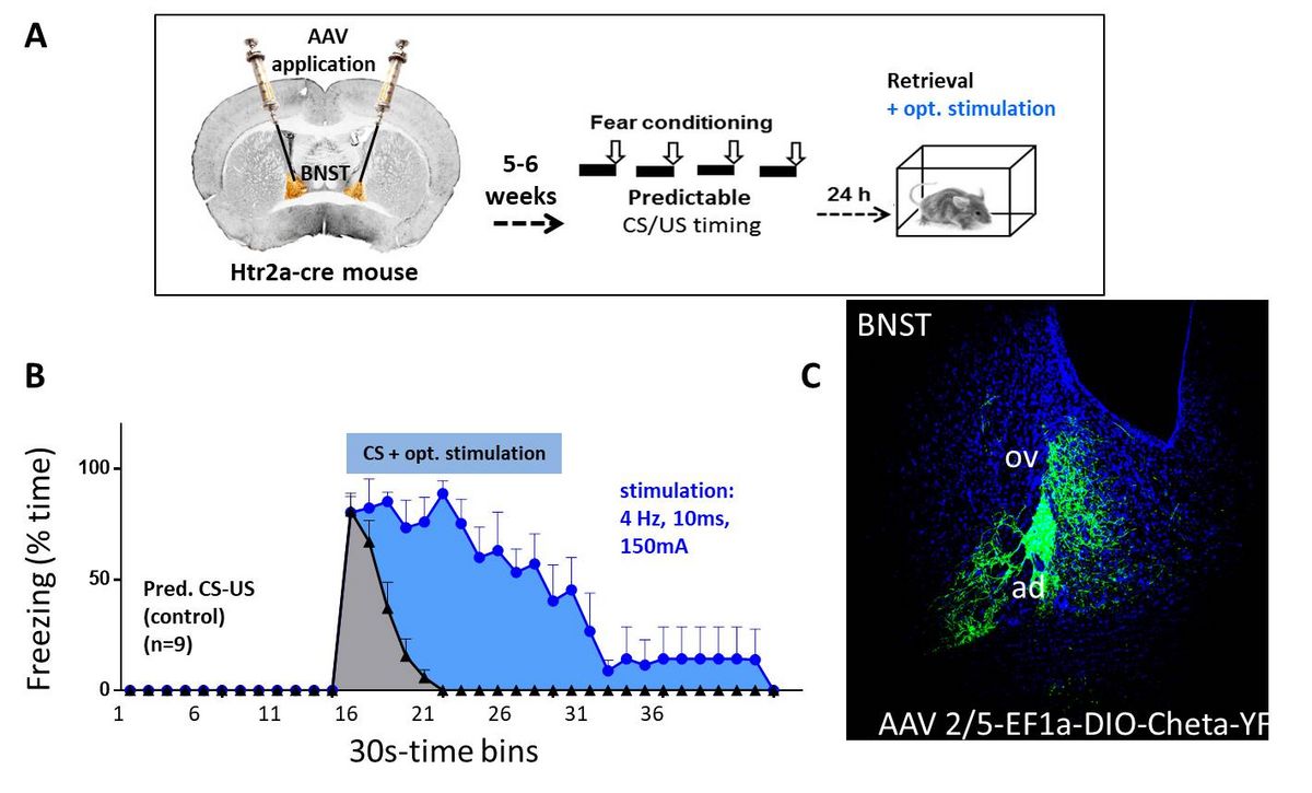 Optical stimulation of 5-HT2A-receptor-expressing neurons in the BNST ...