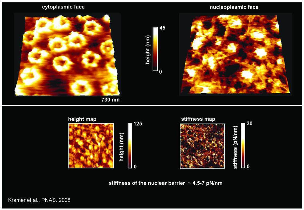 Nuclear pores in physiology, pathophysiology and diseases