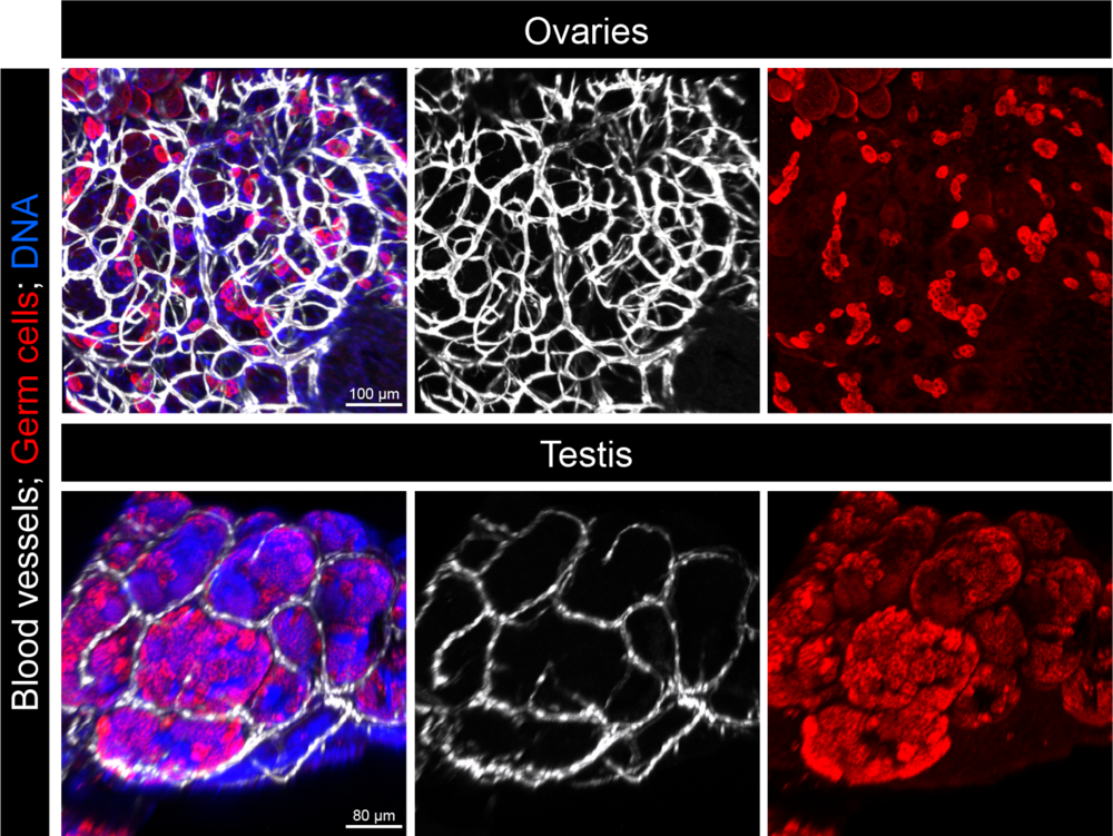 Forschergruppe Dr. Bornhorst-Ohmstede