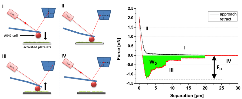 Single Cell Force Spectroscopy (SCFS)