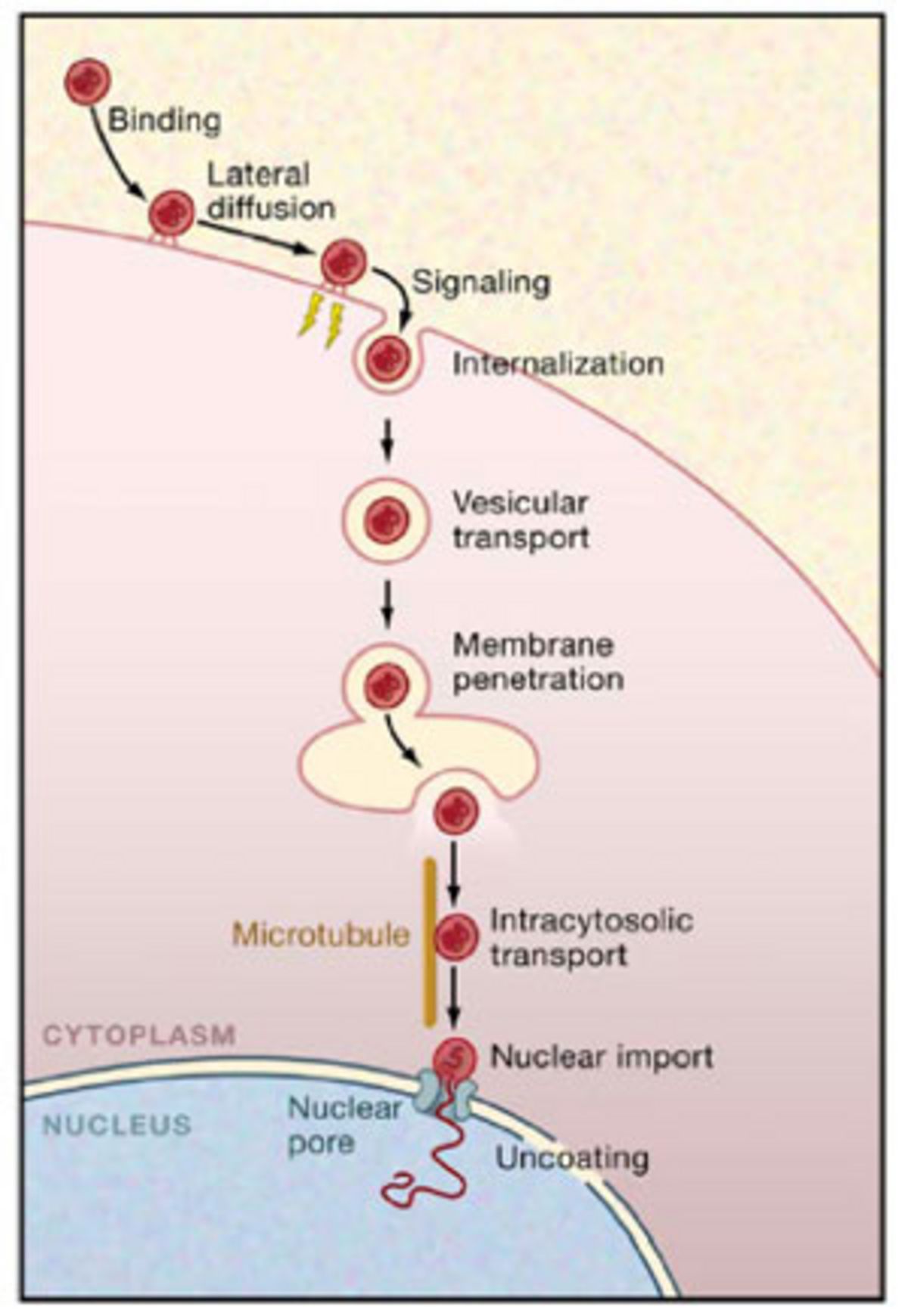 Inst. of Cellular Virology