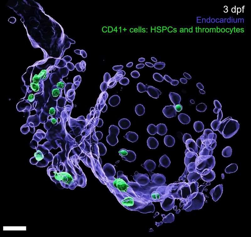 Cells in Motion research group Dr. Gunawan