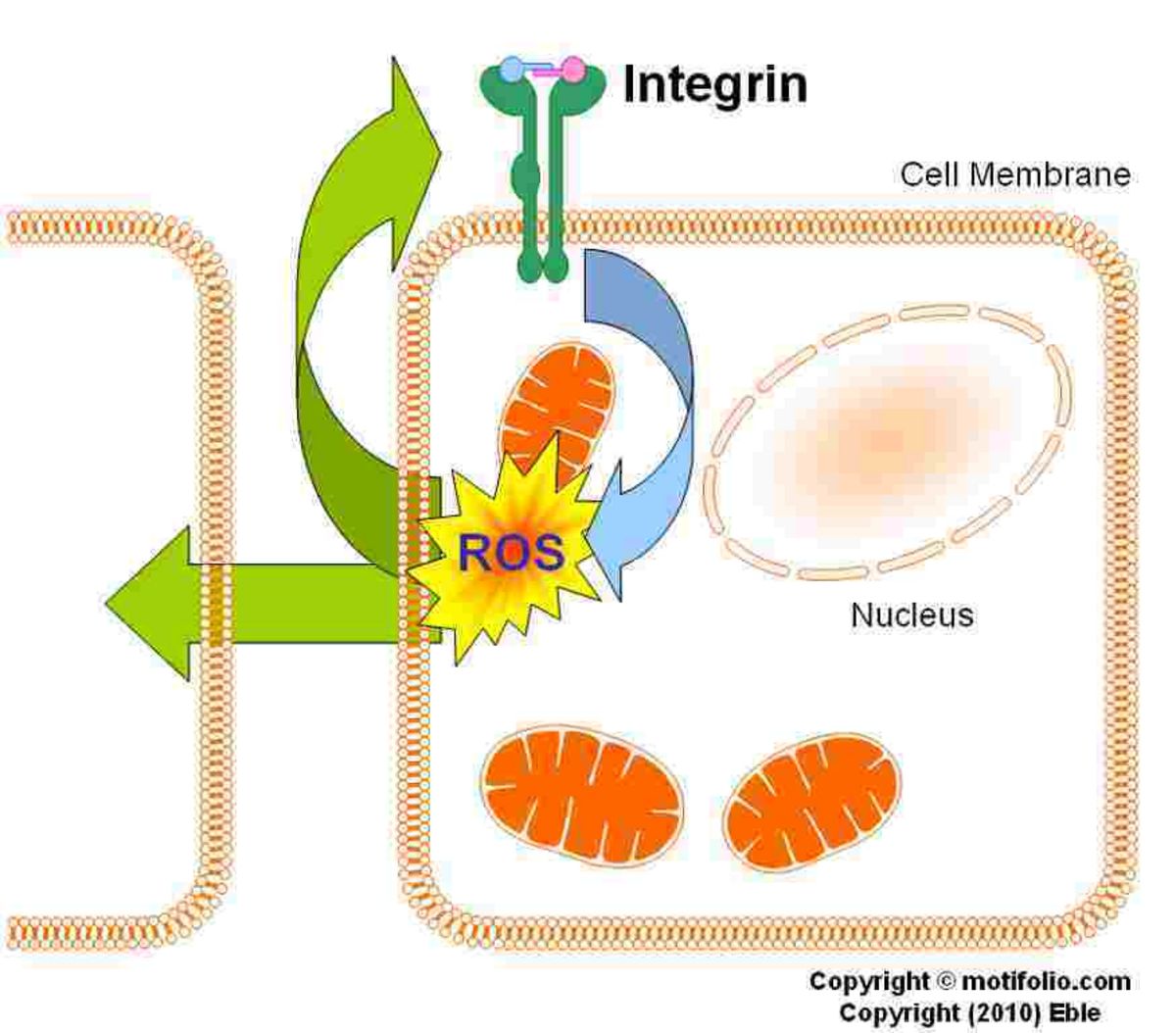 Reactive oxygen species (ROS) as integrin modulators