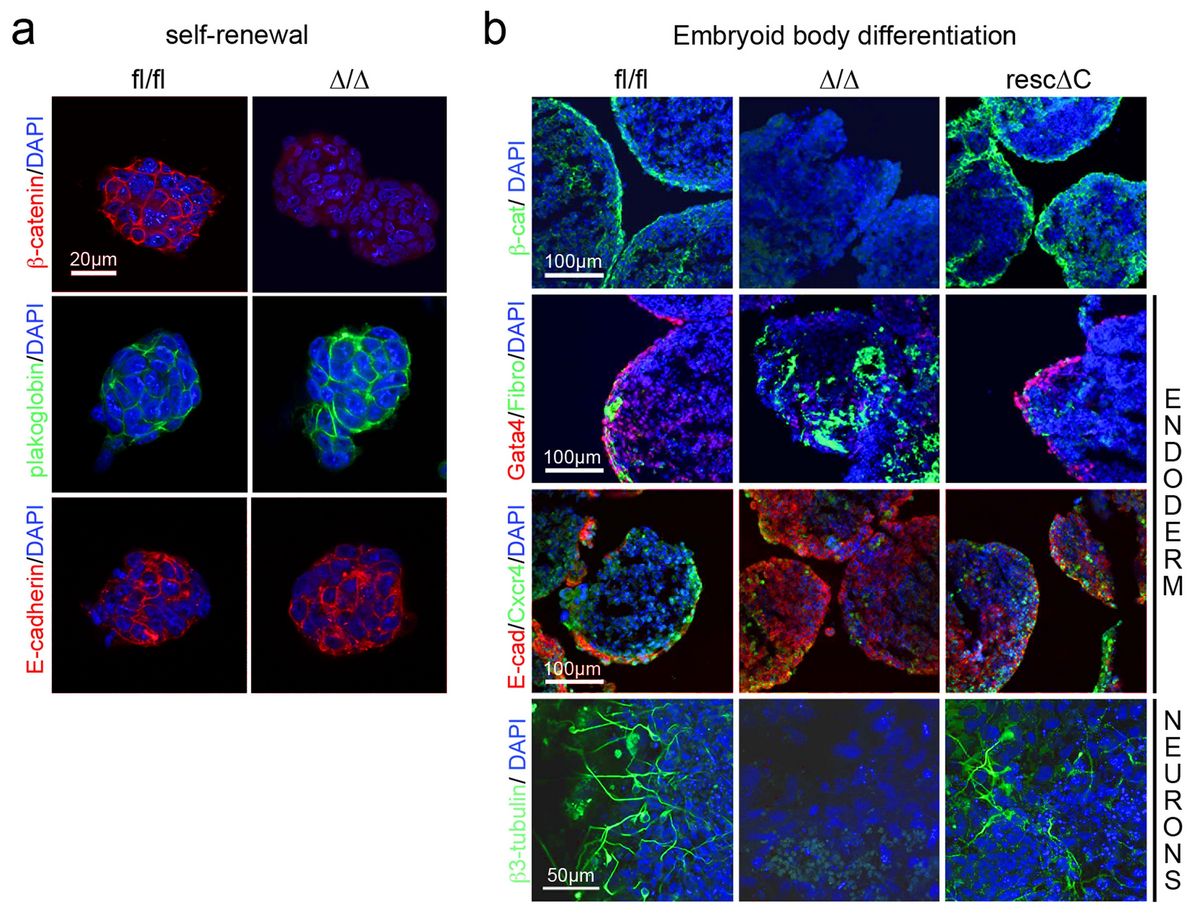 beta-catenin – co-transcriptional activity versus cell adhesion function