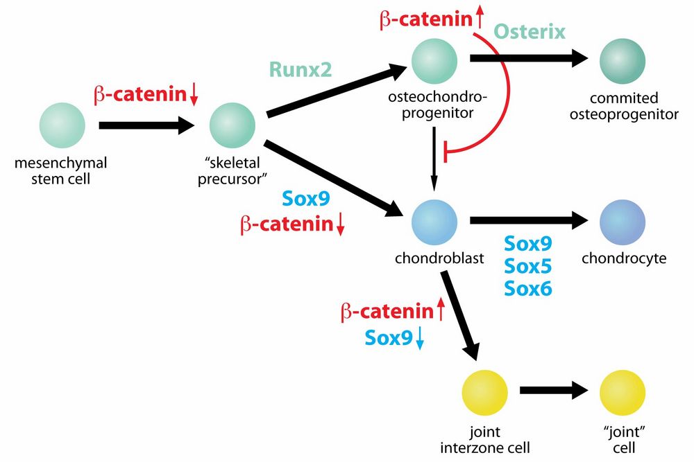 Regulation of Cell Lineage Differentiation