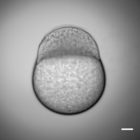 Forschergruppe Prof. Betz